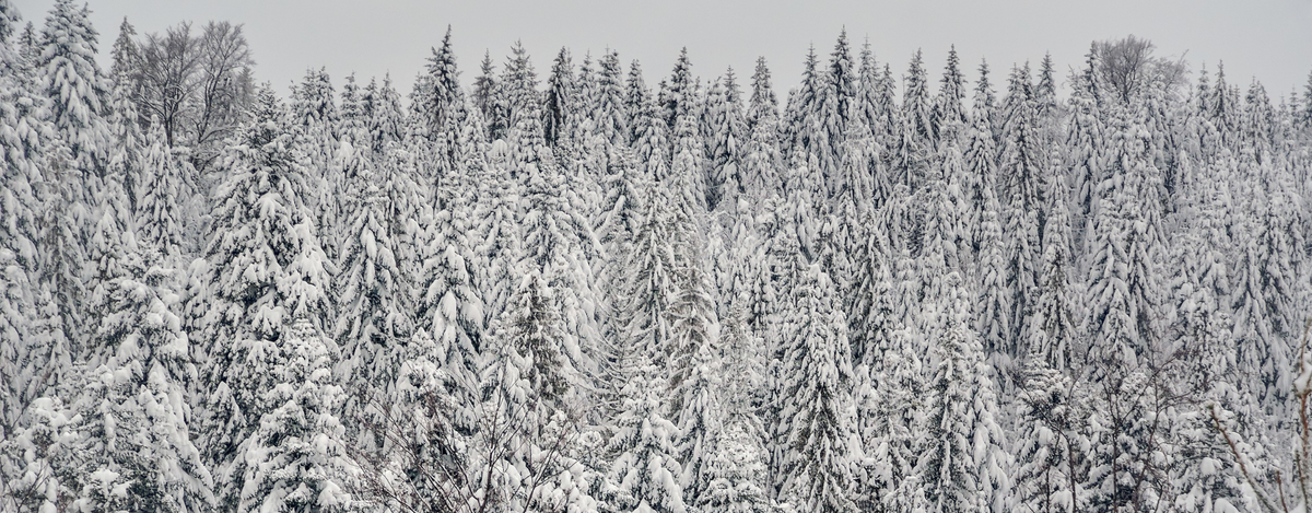 10 Sustainable Winter Activities to Try | EcoBlvd